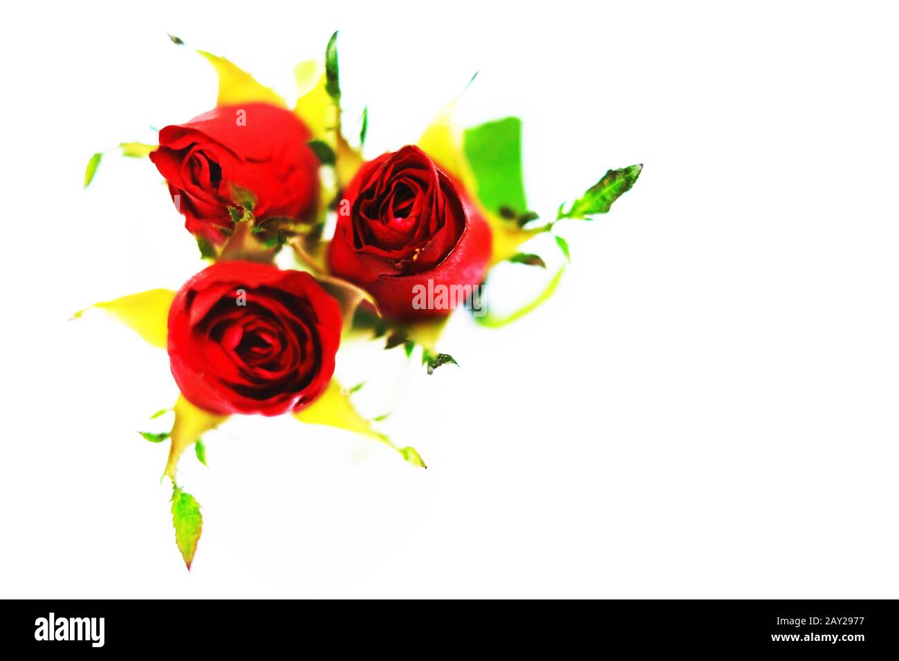 Three red roses on white background Stock Photo - Alamy