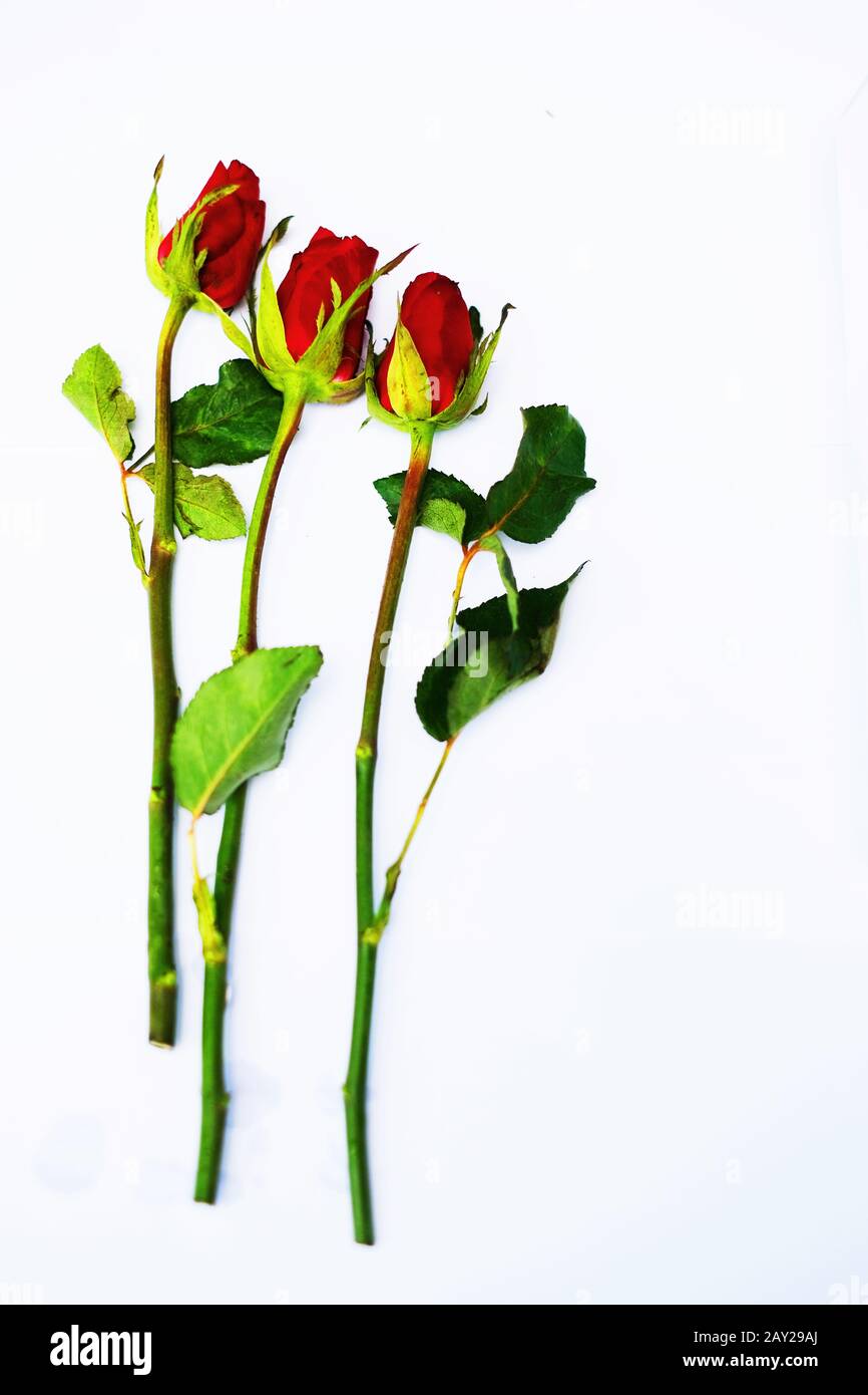 Three red roses with strips on white background Stock Photo - Alamy