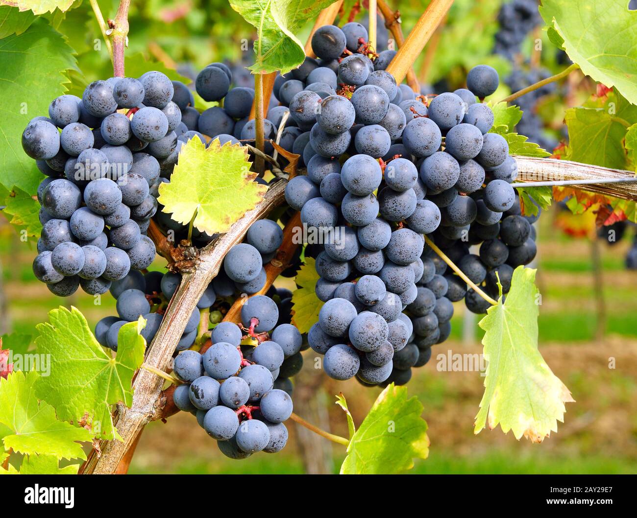 Red wine in the vineyard Stock Photo - Alamy