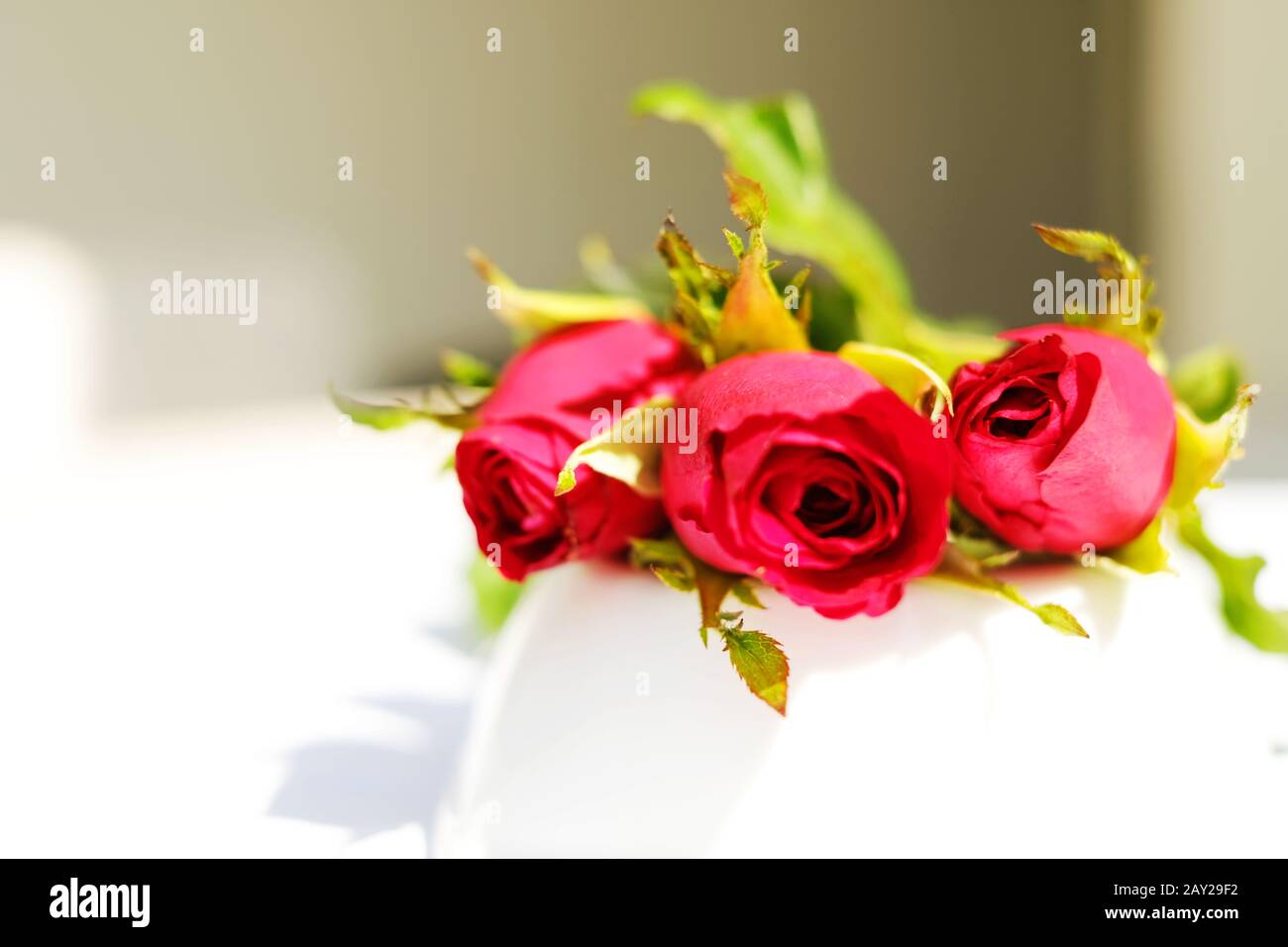 Three red roses on white background Stock Photo - Alamy