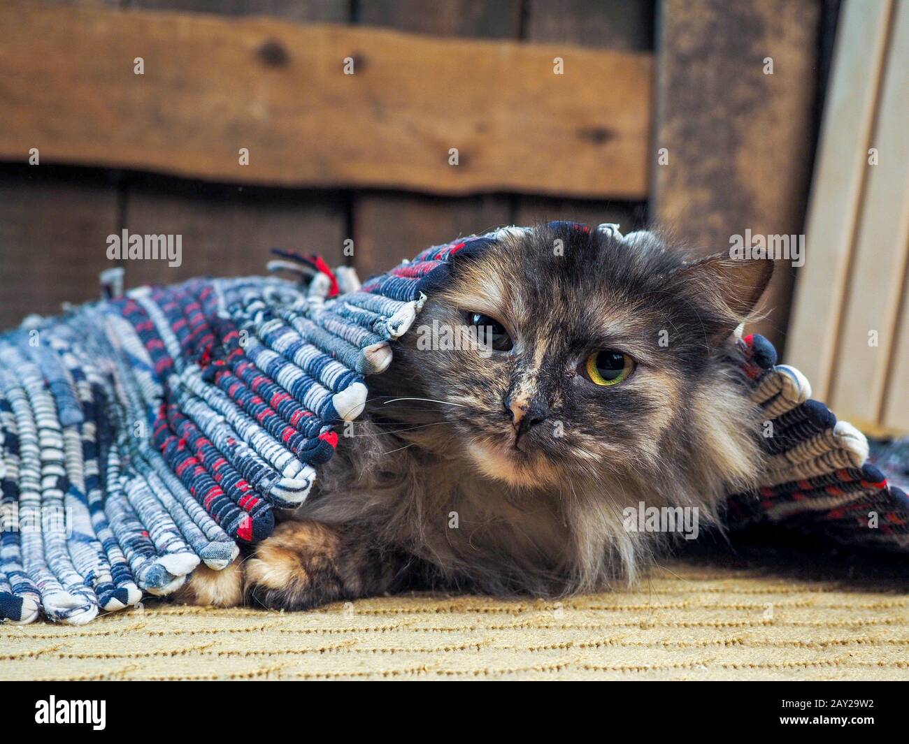 Funny cat lying under the rug. The animal is playing Stock Photo - Alamy