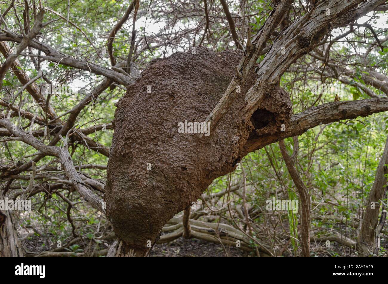 Close up of an arboreal termite nest in a tropical forest in the ...