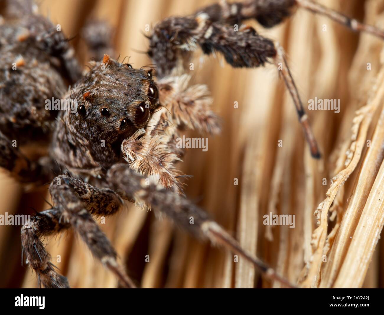 Macro Photography of Portia Jumping Spider on a Broom Stock Photo - Alamy