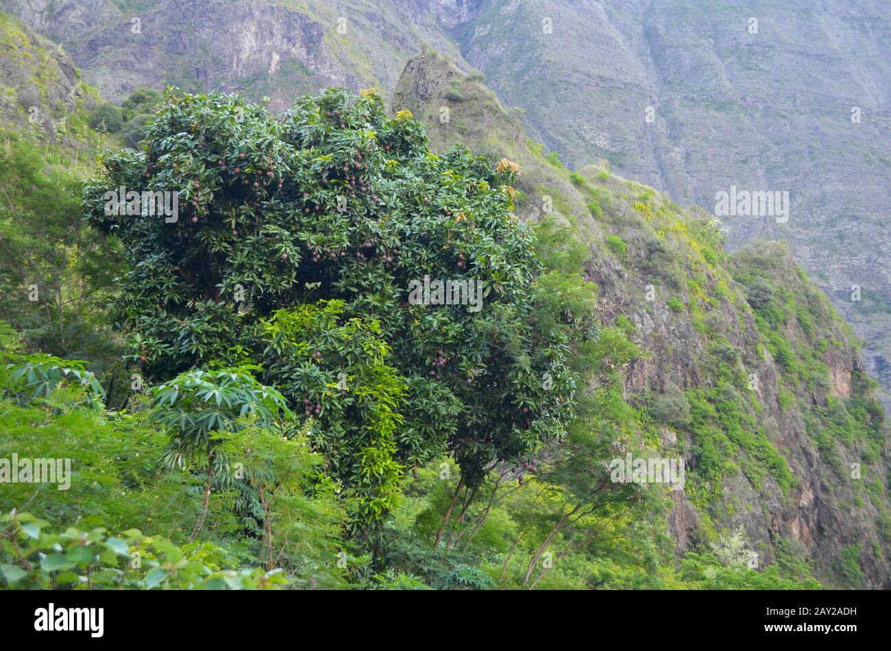 Indian mango varieties hi-res stock photography and images - Alamy