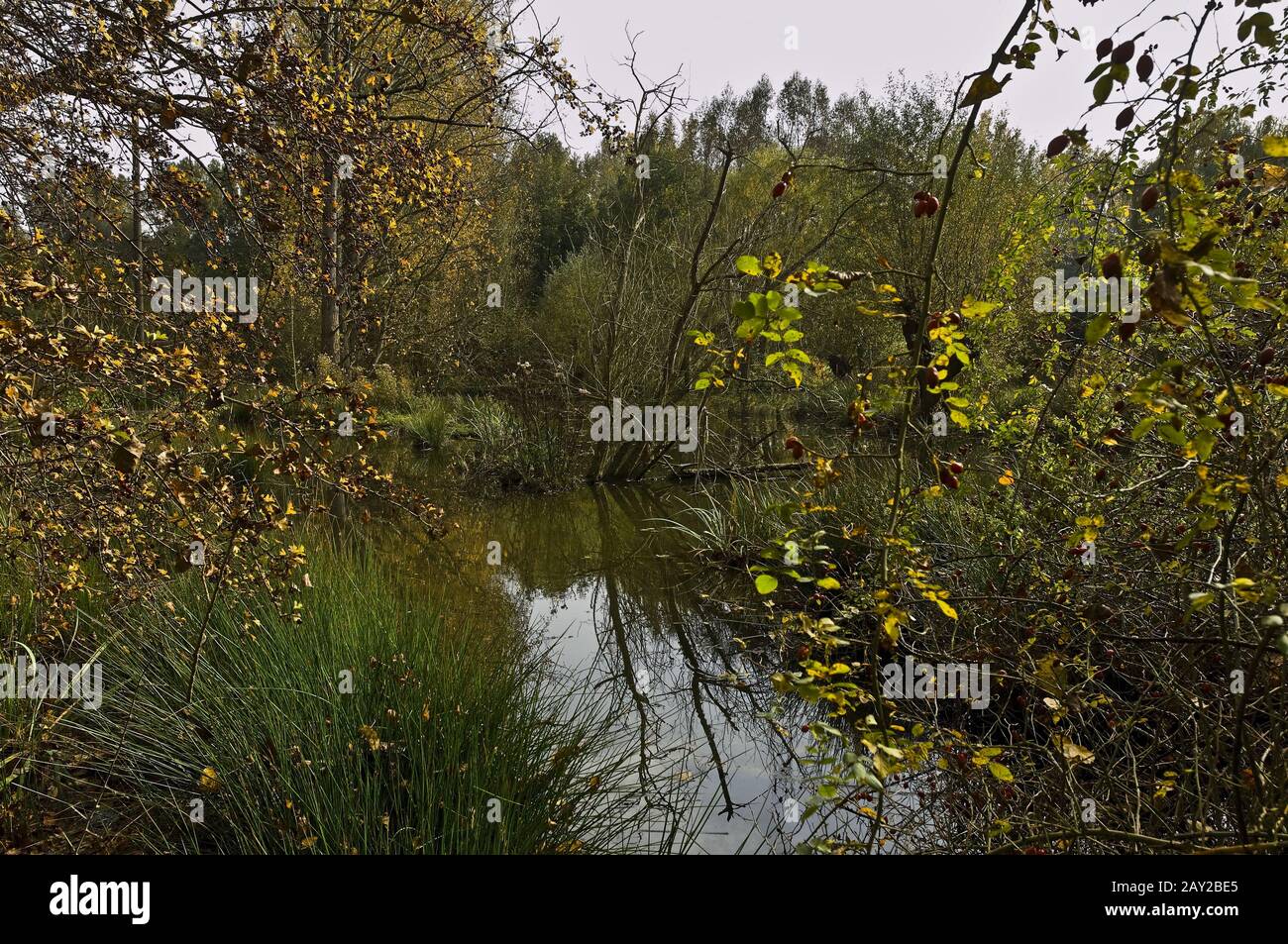 Floodplain tree hi-res stock photography and images - Alamy