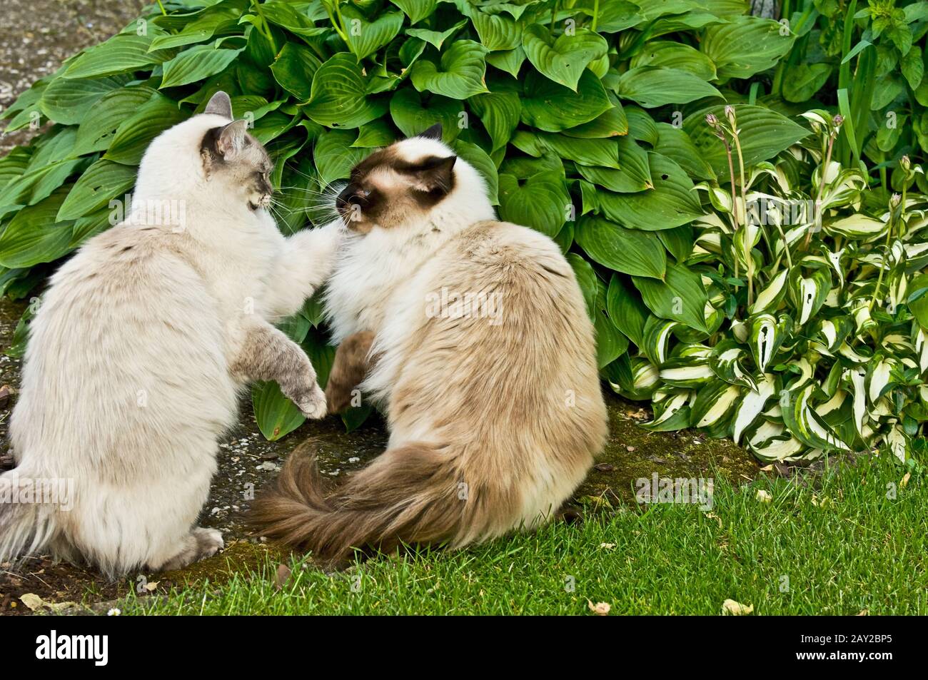 Ragdollcat hi-res stock photography and images - Alamy