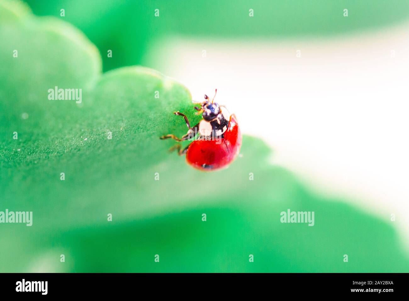 Macro of ladybug on a blade of grass in the morning sun Ladybug - bug ...