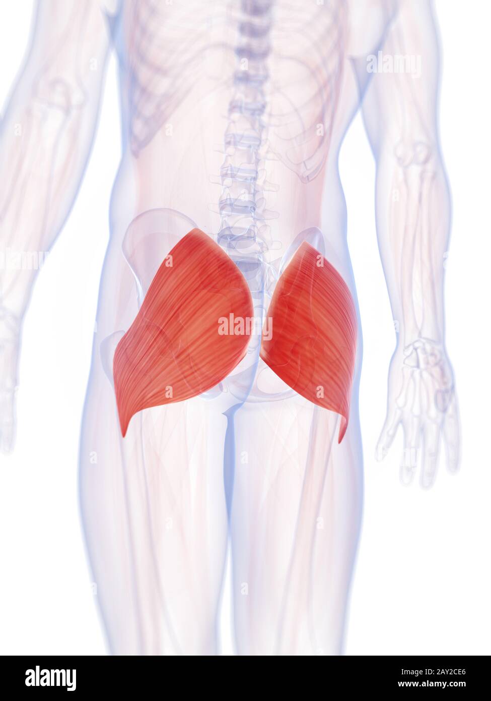 3d rendered illustration of the gluteus maximus Stock Photo - Alamy