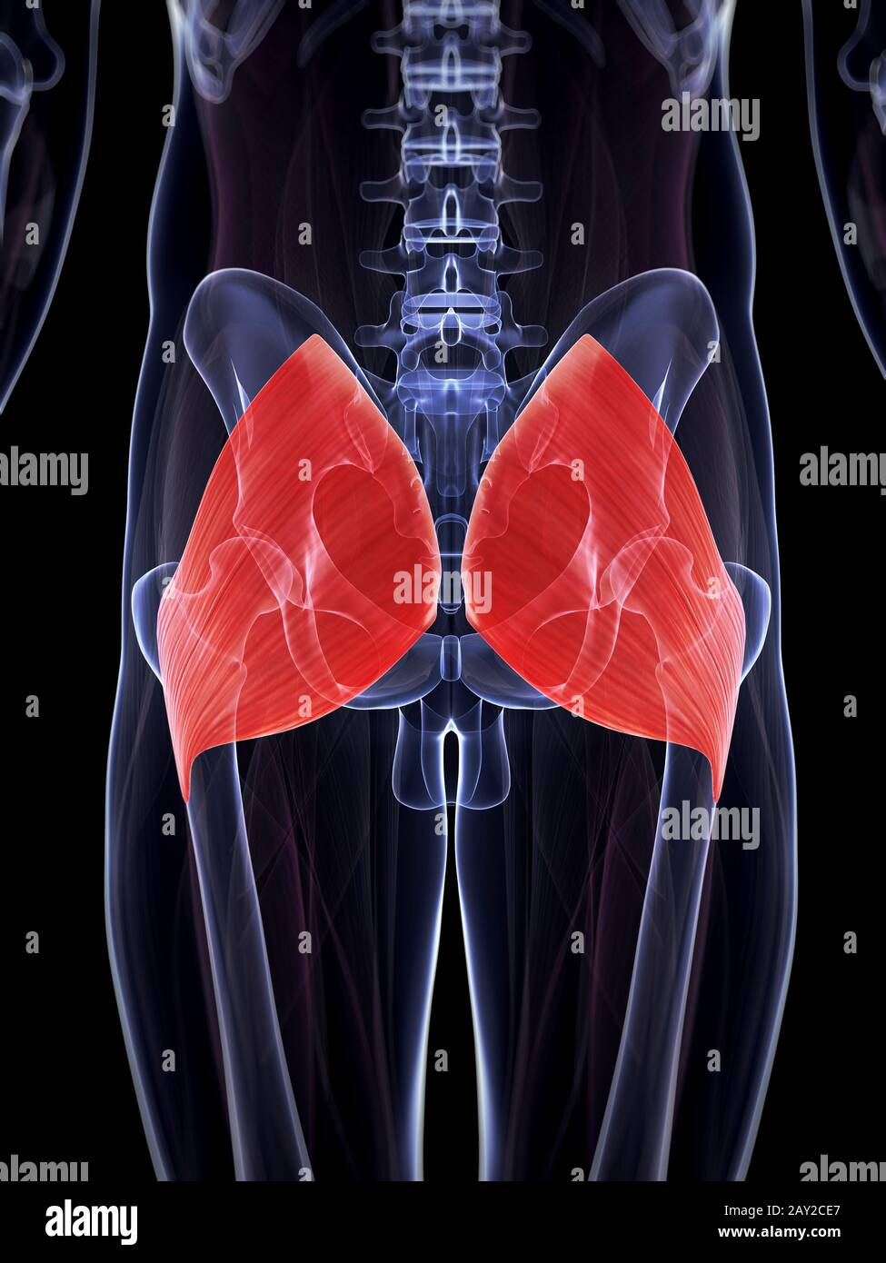 3d Rendered Illustration Of The Gluteus Maximus Stock Photo Alamy 3d-rendered-illustration-of-the-gluteus-maximus-stock-photo-alamy