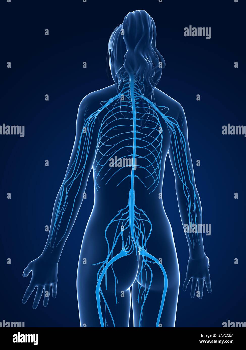 Radial nerve hi-res stock photography and images - Alamy
