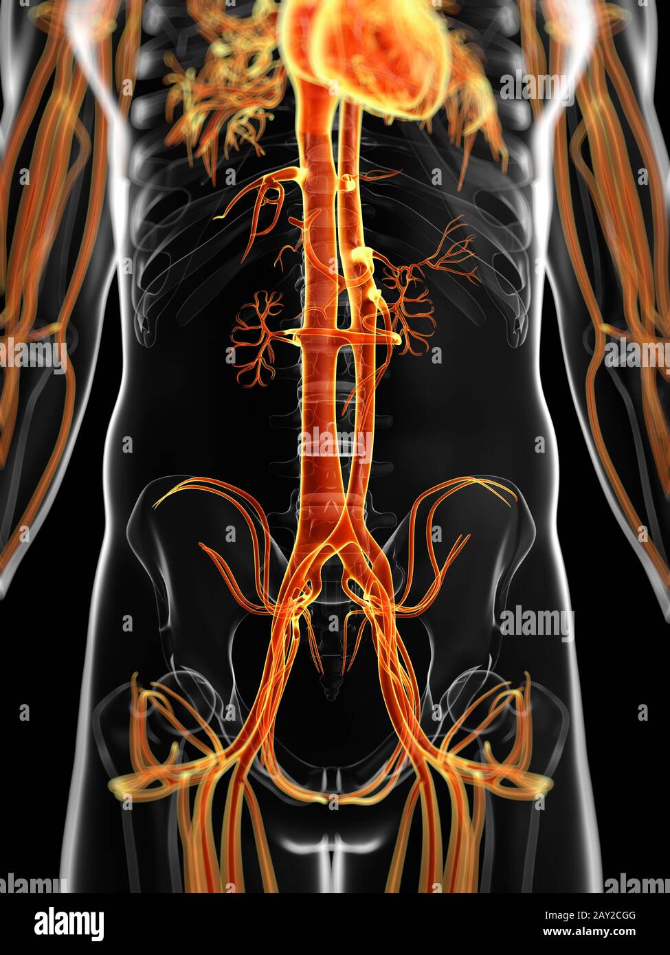 3d rendered illustration of the male vascular system Stock Photo - Alamy