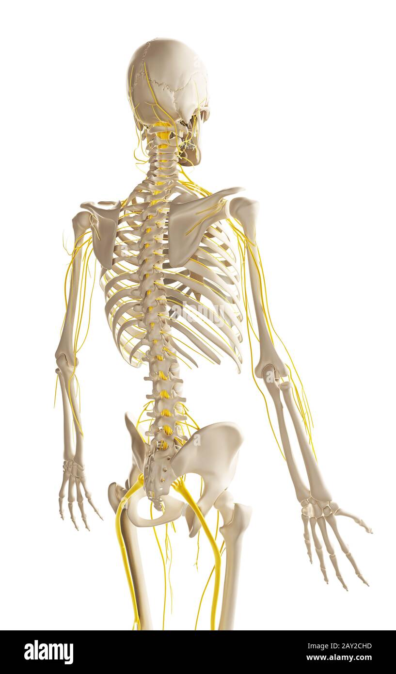 3d rendered illustration - male nerve system Stock Photo - Alamy