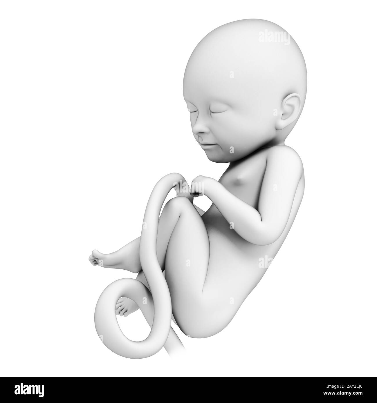 3d rendered illustration of a fetus Stock Photo - Alamy