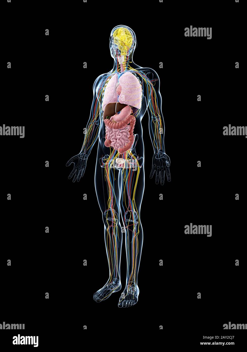 3d rendered illustration of the male anatomy Stock Photo - Alamy