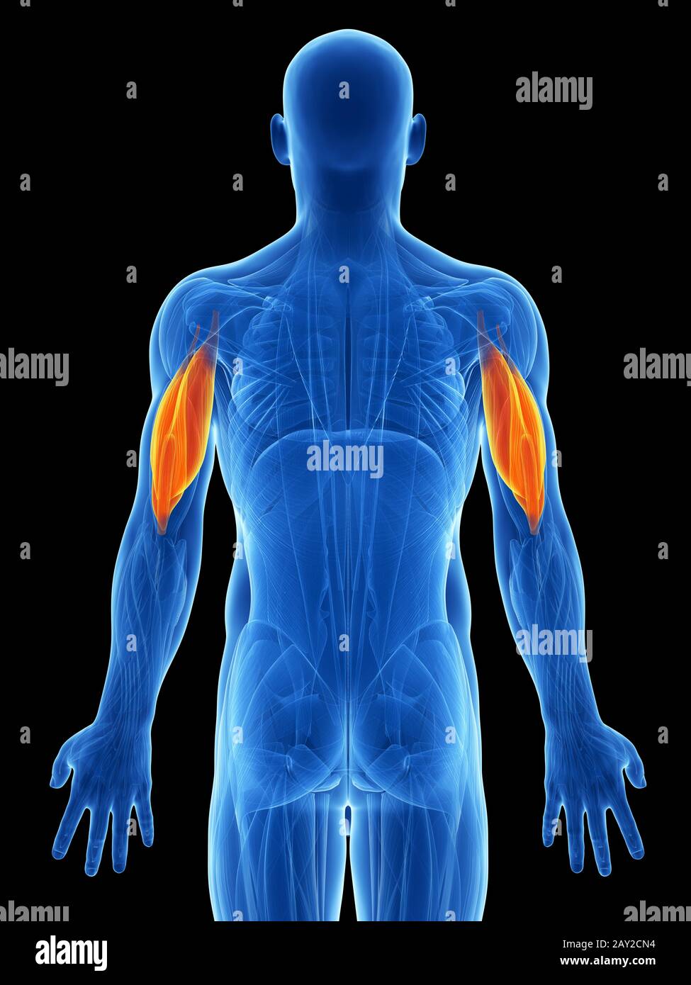 3d rendered illustration - triceps Stock Photo - Alamy