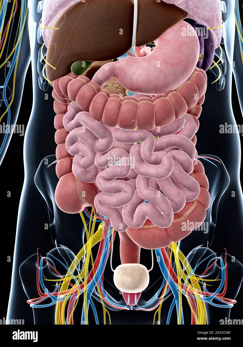 3d rendered illustration of the male anatomy Stock Photo - Alamy