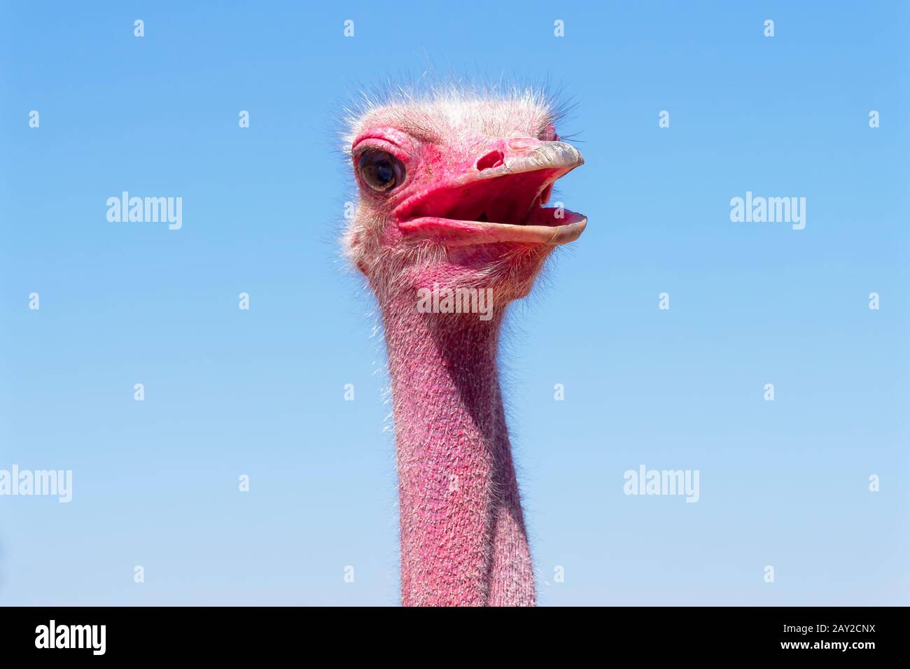 Blue Ostrich Feather High Resolution Stock Photography and Images - Alamy