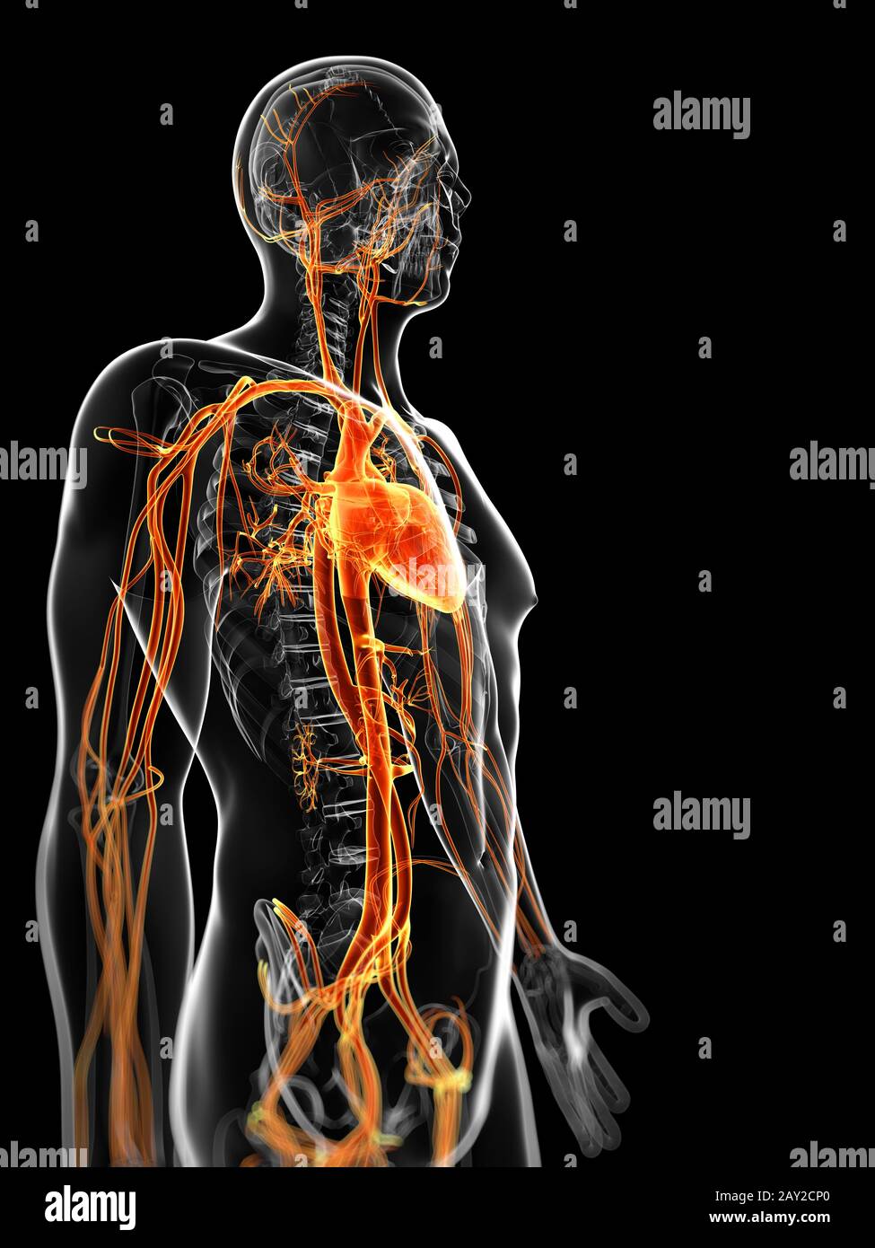 3d rendered illustration of the male vascular system Stock Photo - Alamy