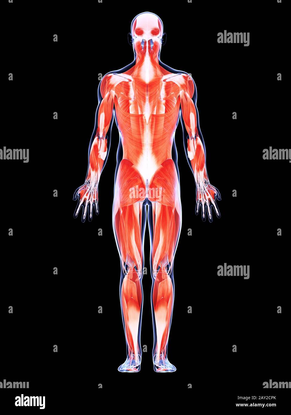 3d rendered illustration of the male musculature Stock Photo - Alamy