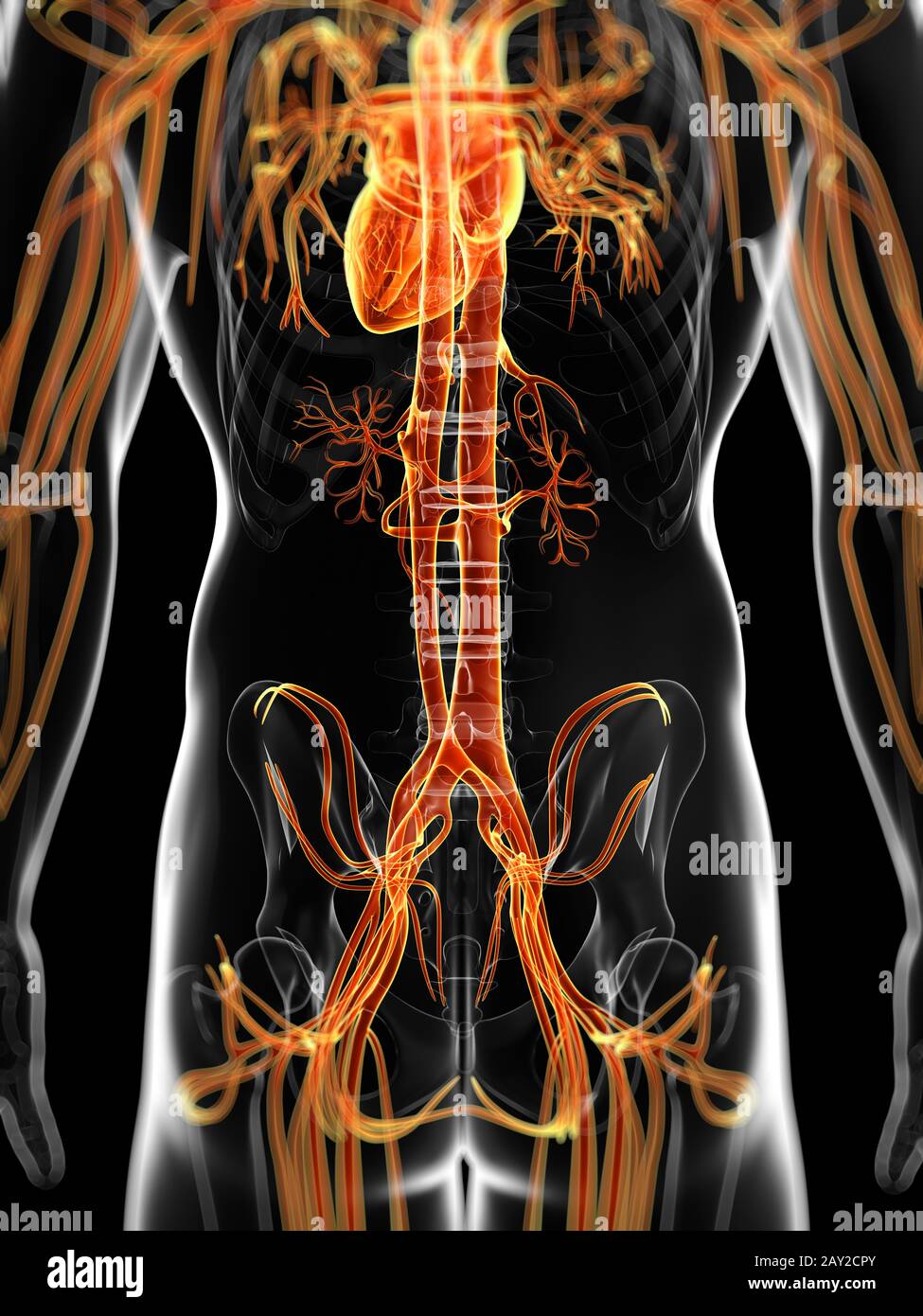 3d rendered illustration of the male vascular system Stock Photo - Alamy