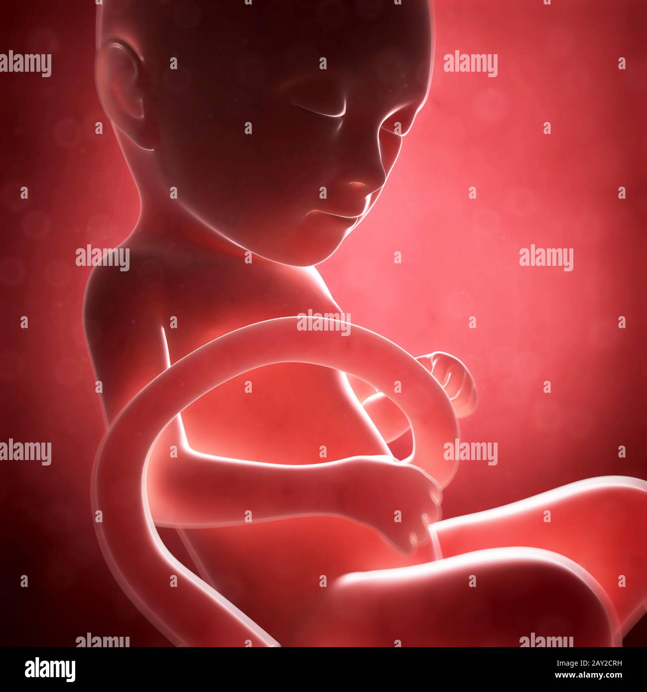 3d rendered illustration - human fetus month Stock Photo - Alamy