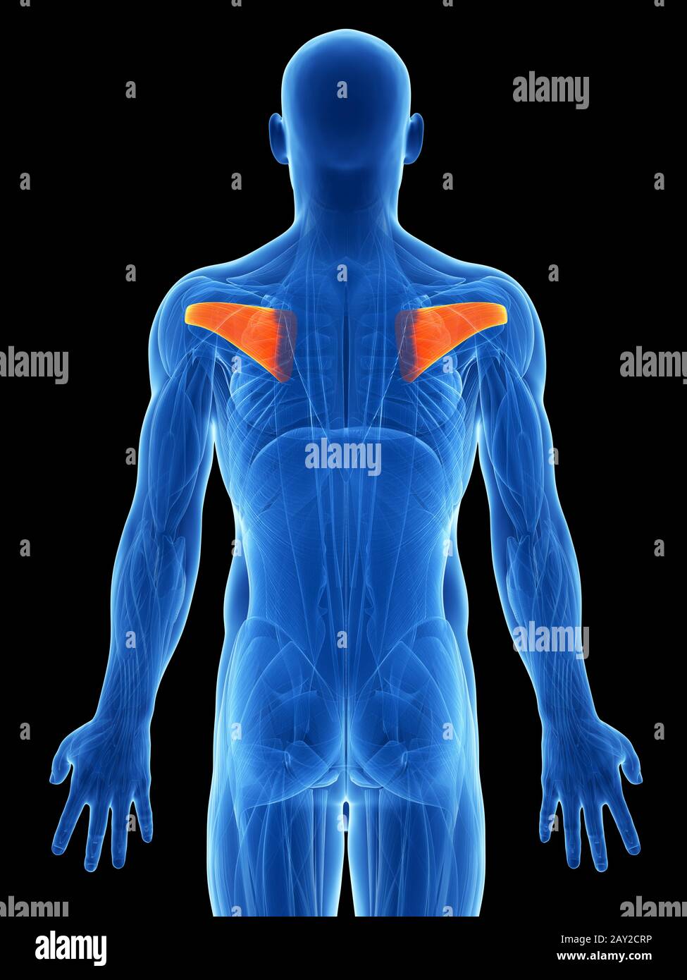 3d rendered illustration - infraspinatus Stock Photo - Alamy