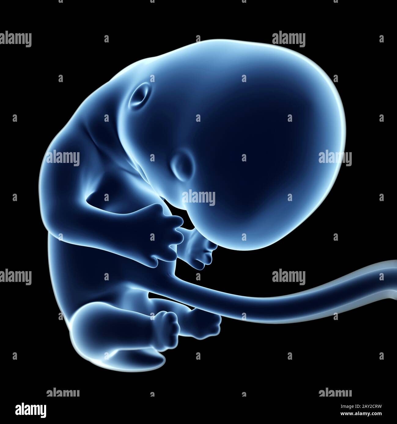3d rendered illustration of a fetus Stock Photo - Alamy