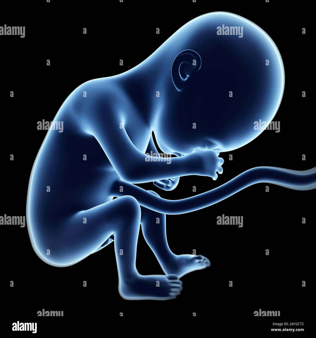 3d rendered illustration of a fetus Stock Photo - Alamy
