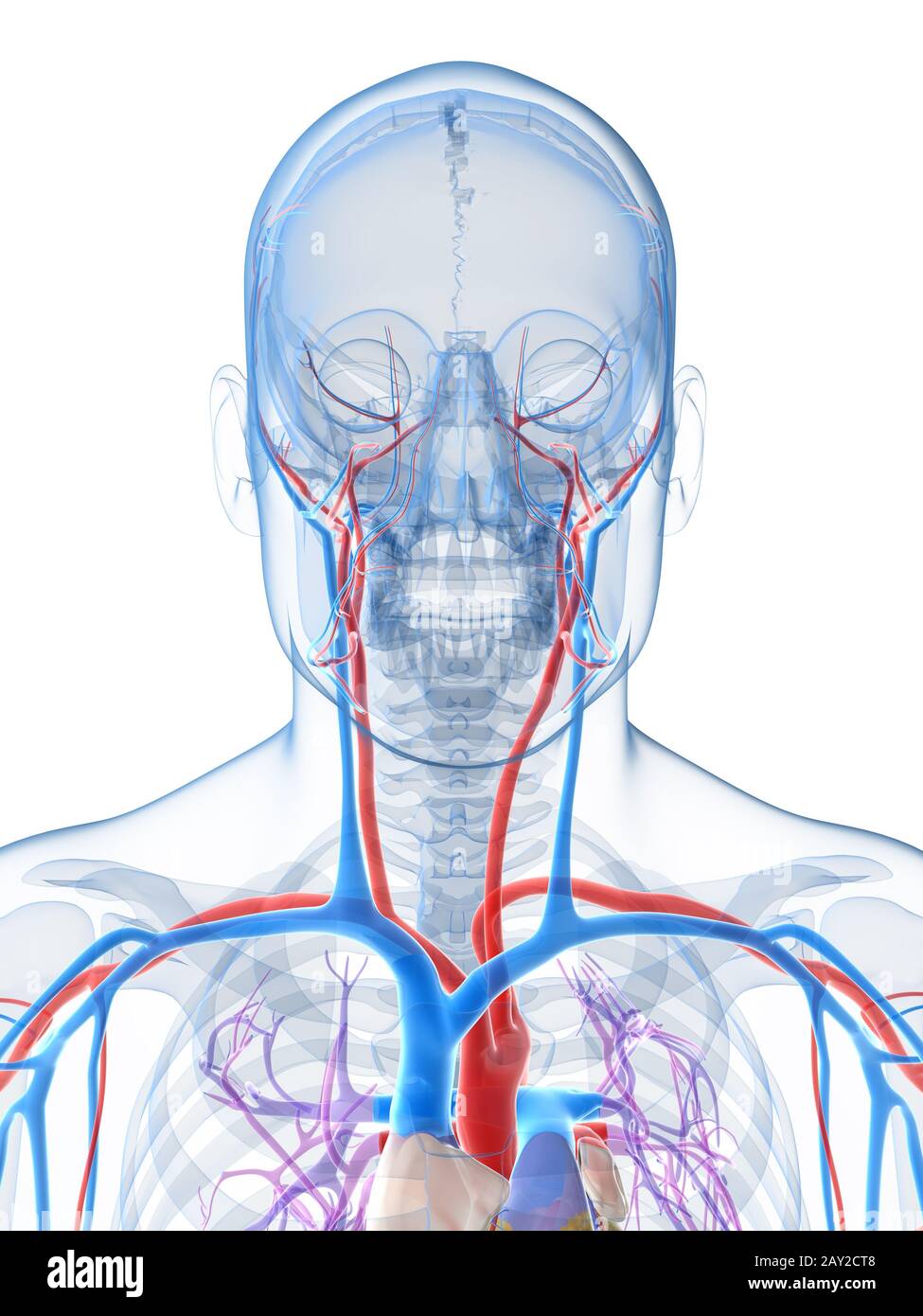 3d rendered illustration of the human vascular system Stock Photo - Alamy