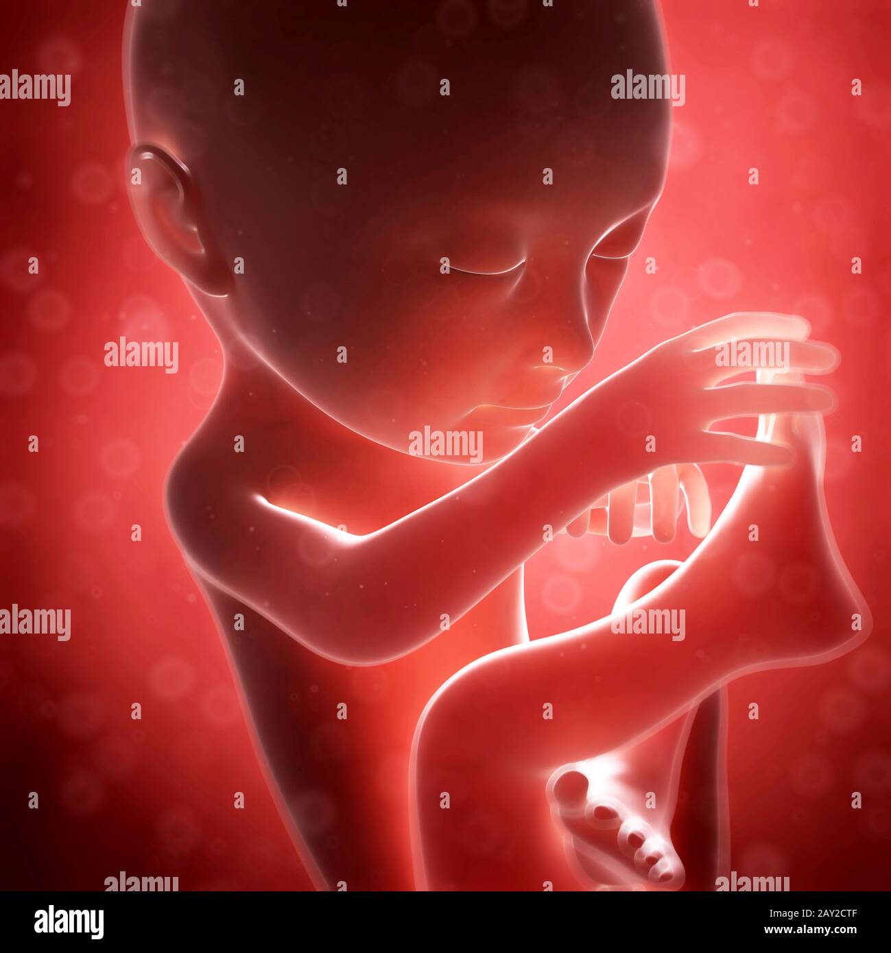3d rendered illustration - human fetus month 7 Stock Photo - Alamy