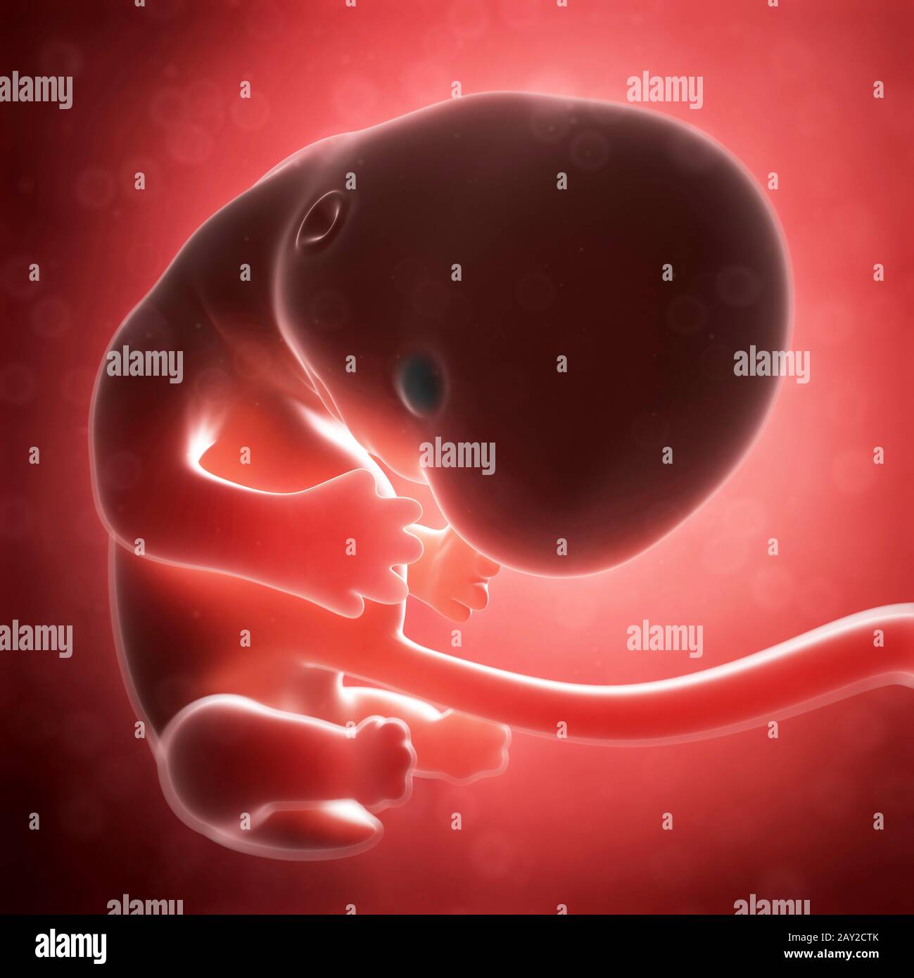 3d rendered illustration - human fetus month 2 Stock Photo - Alamy