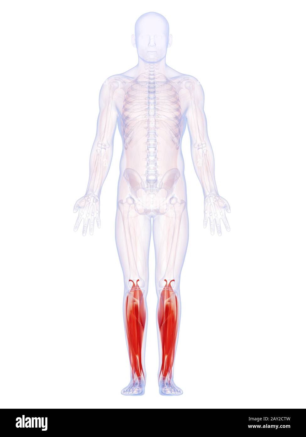 Lower leg anatomy Cut Out Stock Images & Pictures - Alamy