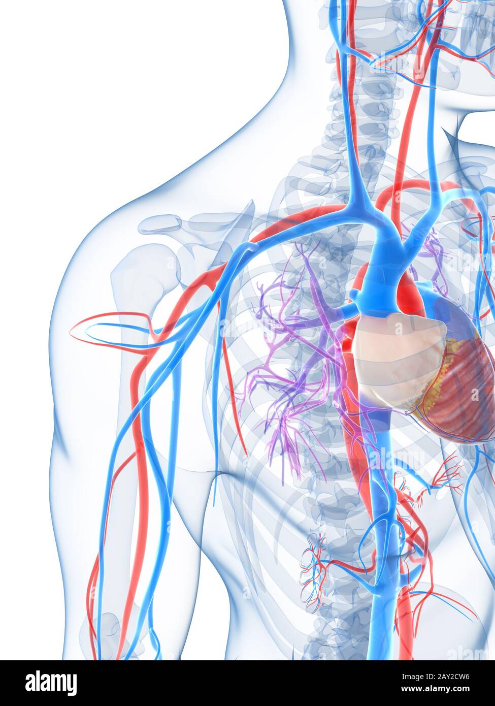 3d rendered illustration of the human vascular system Stock Photo - Alamy