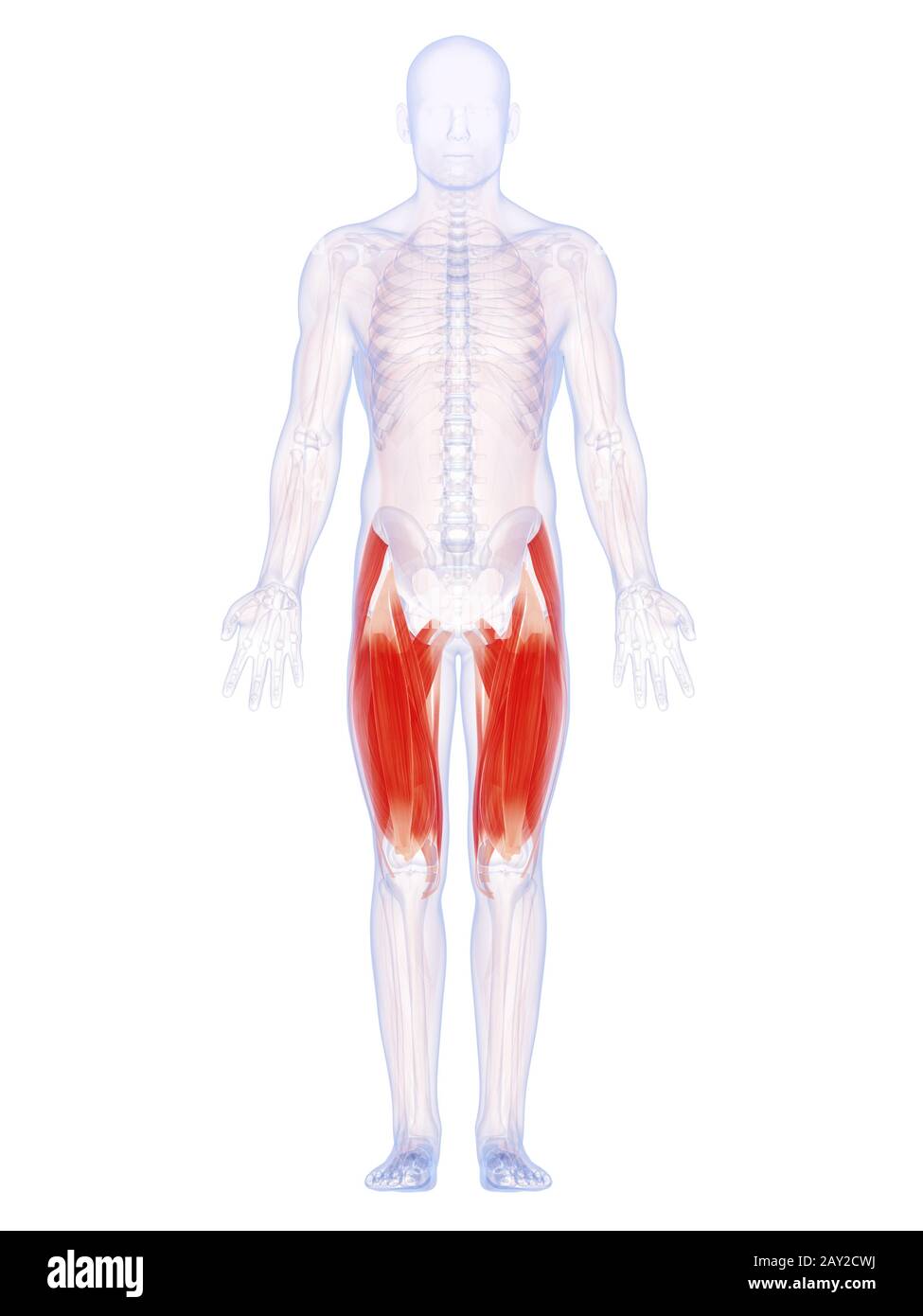 3d rendered illustration of the upper leg muscles Stock Photo - Alamy