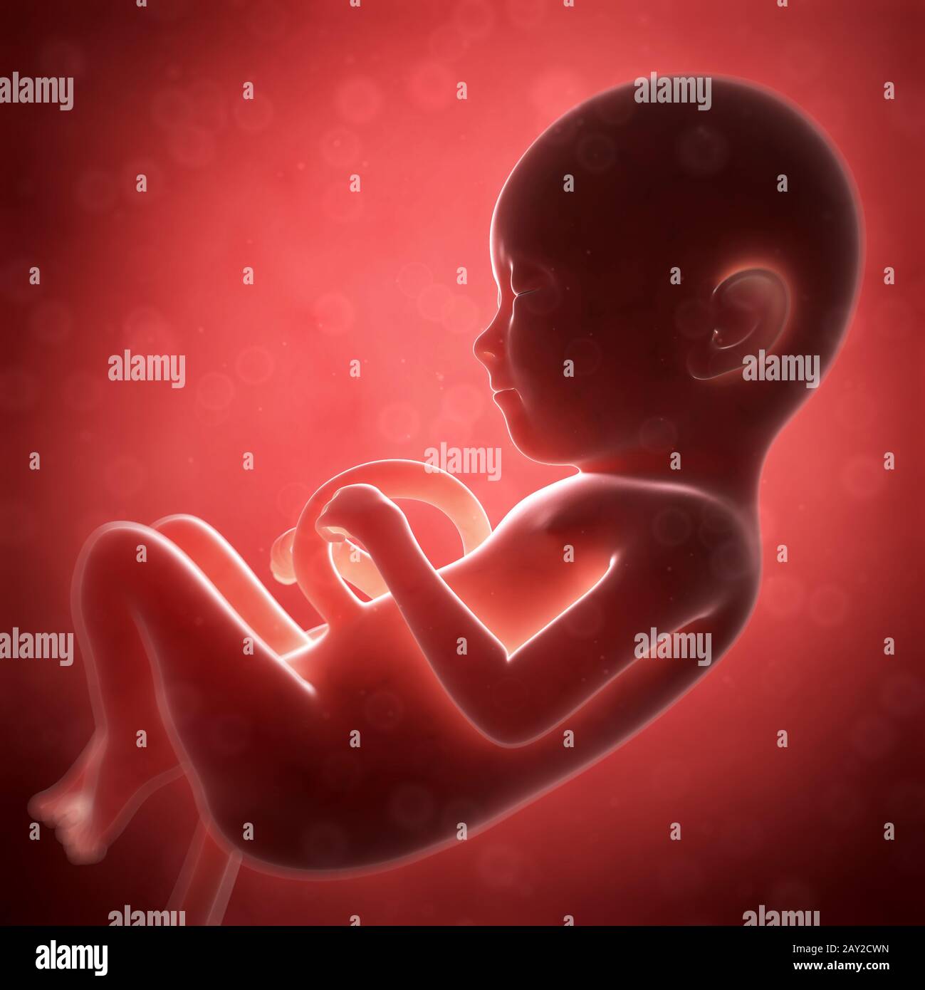 3d rendered illustration - human fetus month Stock Photo - Alamy