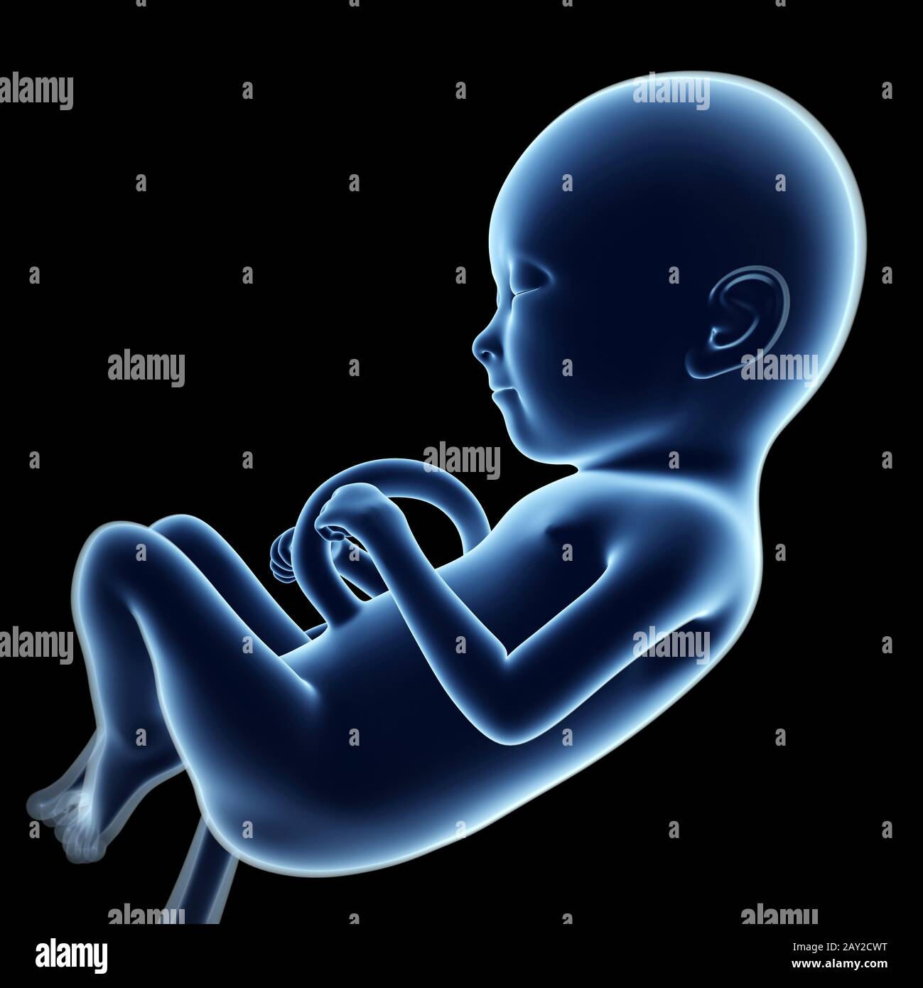 3d rendered illustration of a fetus Stock Photo - Alamy