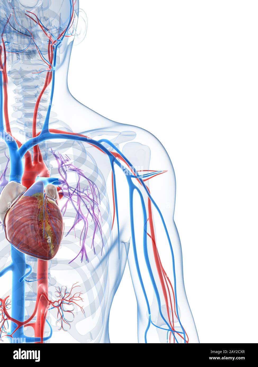 3d rendered illustration of the human vascular system Stock Photo - Alamy