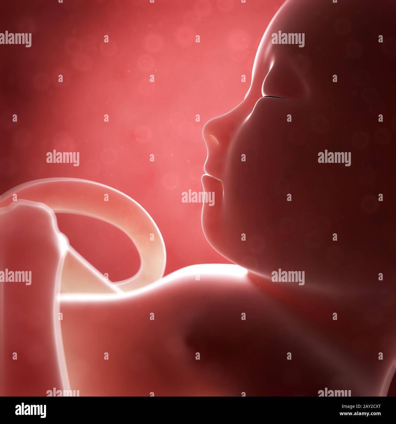 6 month fetus hi-res stock photography and images - Alamy