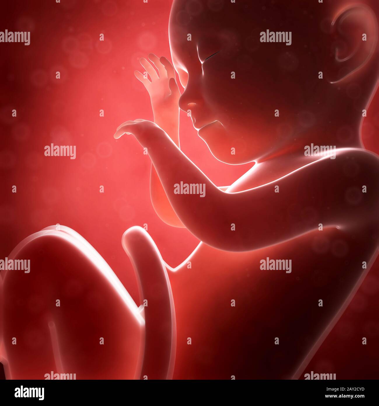 3d rendered illustration - human fetus month 8 Stock Photo - Alamy