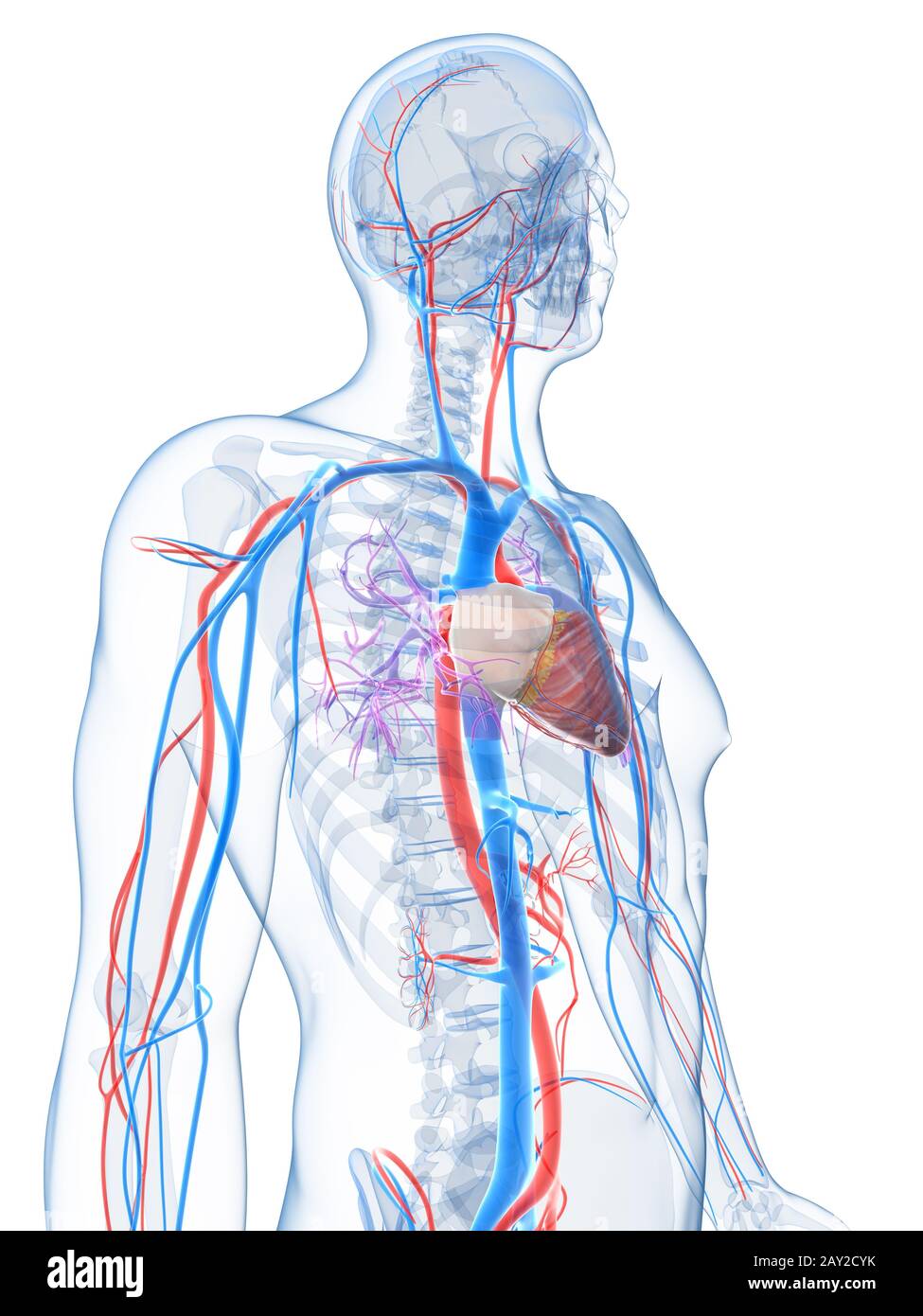 3d rendered illustration of the human vascular system Stock Photo - Alamy