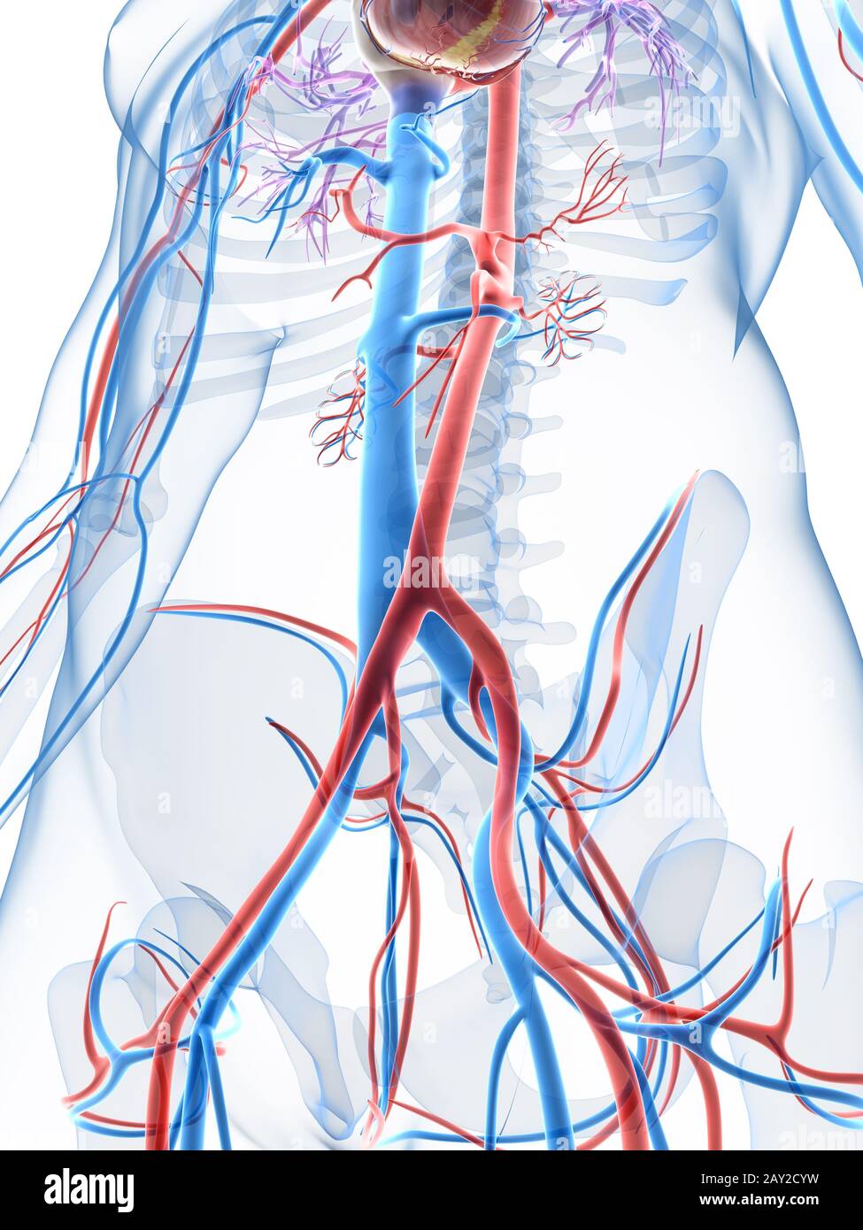 3d rendered illustration of the human vascular system Stock Photo - Alamy
