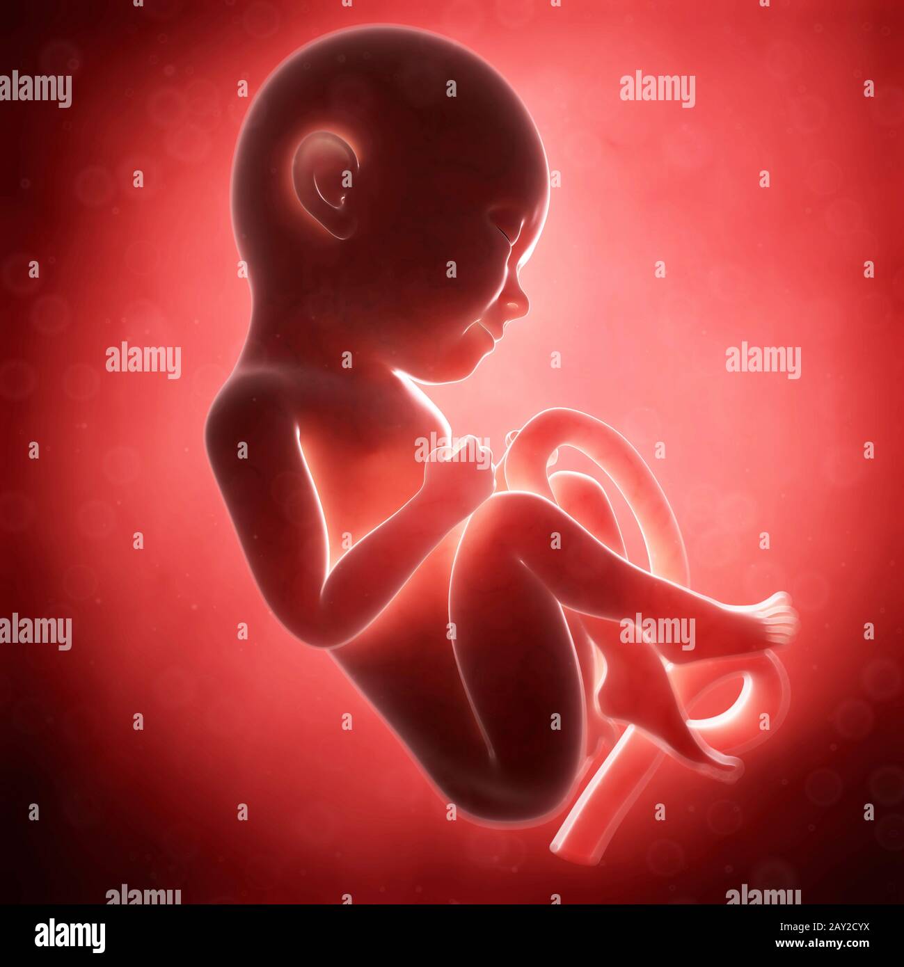 3d rendered illustration - human fetus month 9 Stock Photo - Alamy