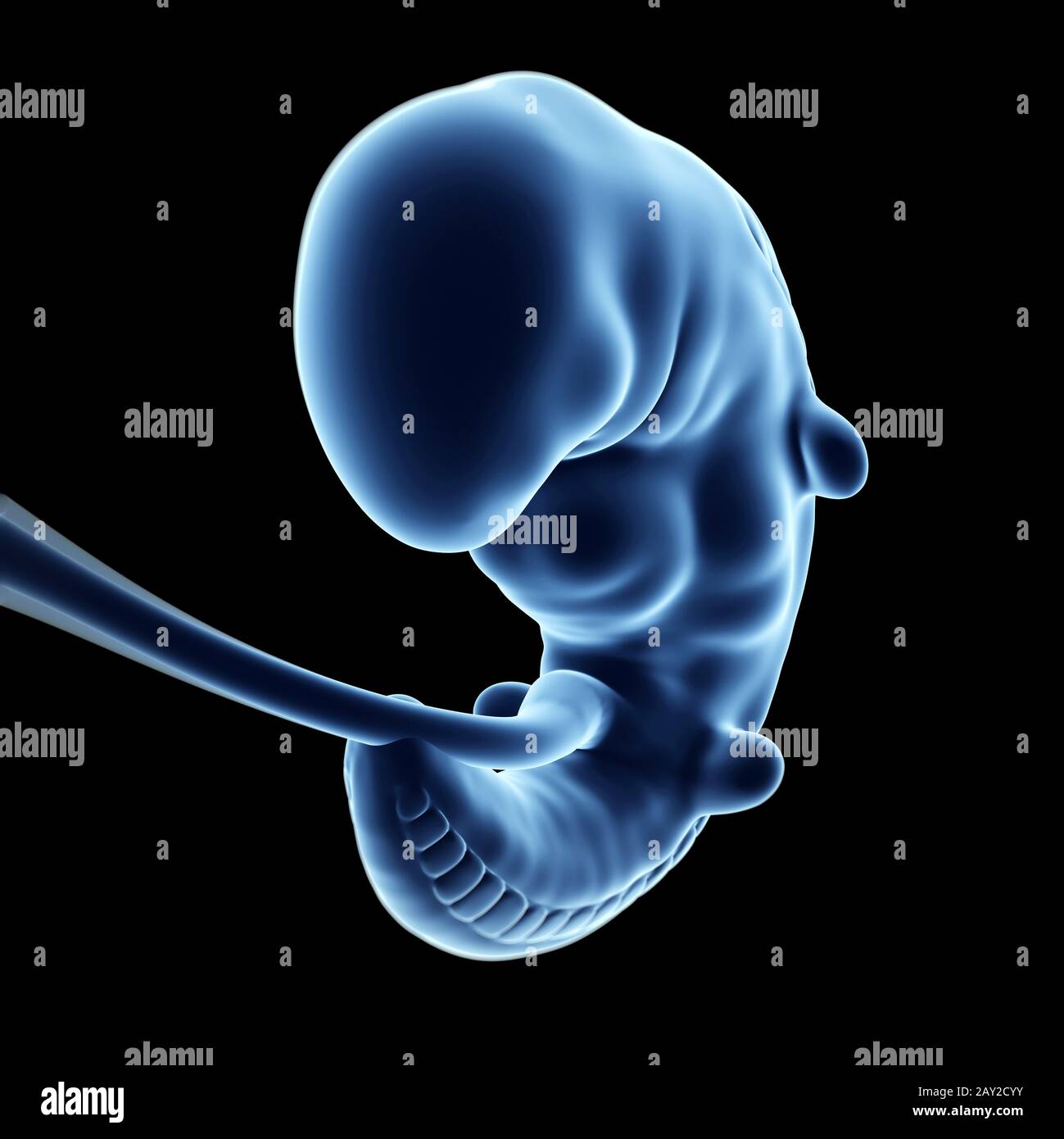3d rendered illustration of a fetus Stock Photo - Alamy
