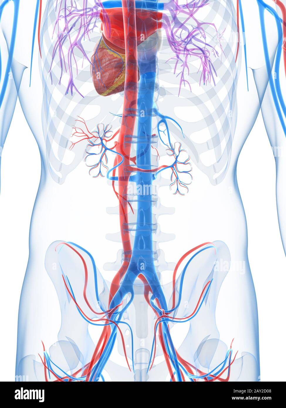 3d rendered illustration of the human vascular system Stock Photo - Alamy
