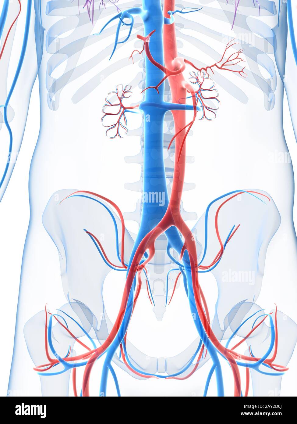 3d rendered illustration of the human vascular system Stock Photo - Alamy
