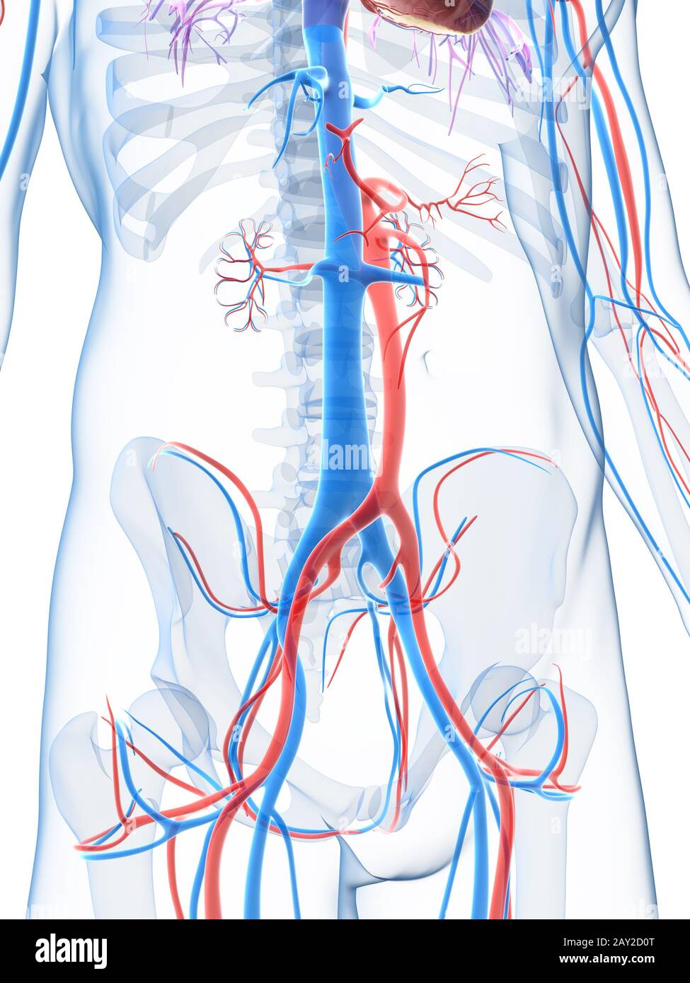 3d rendered illustration of the human vascular system Stock Photo - Alamy