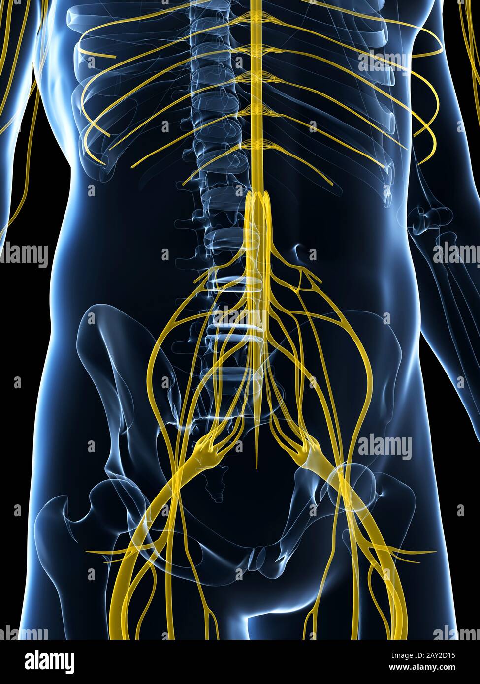3d rendered illustration of the male nerve system Stock Photo - Alamy