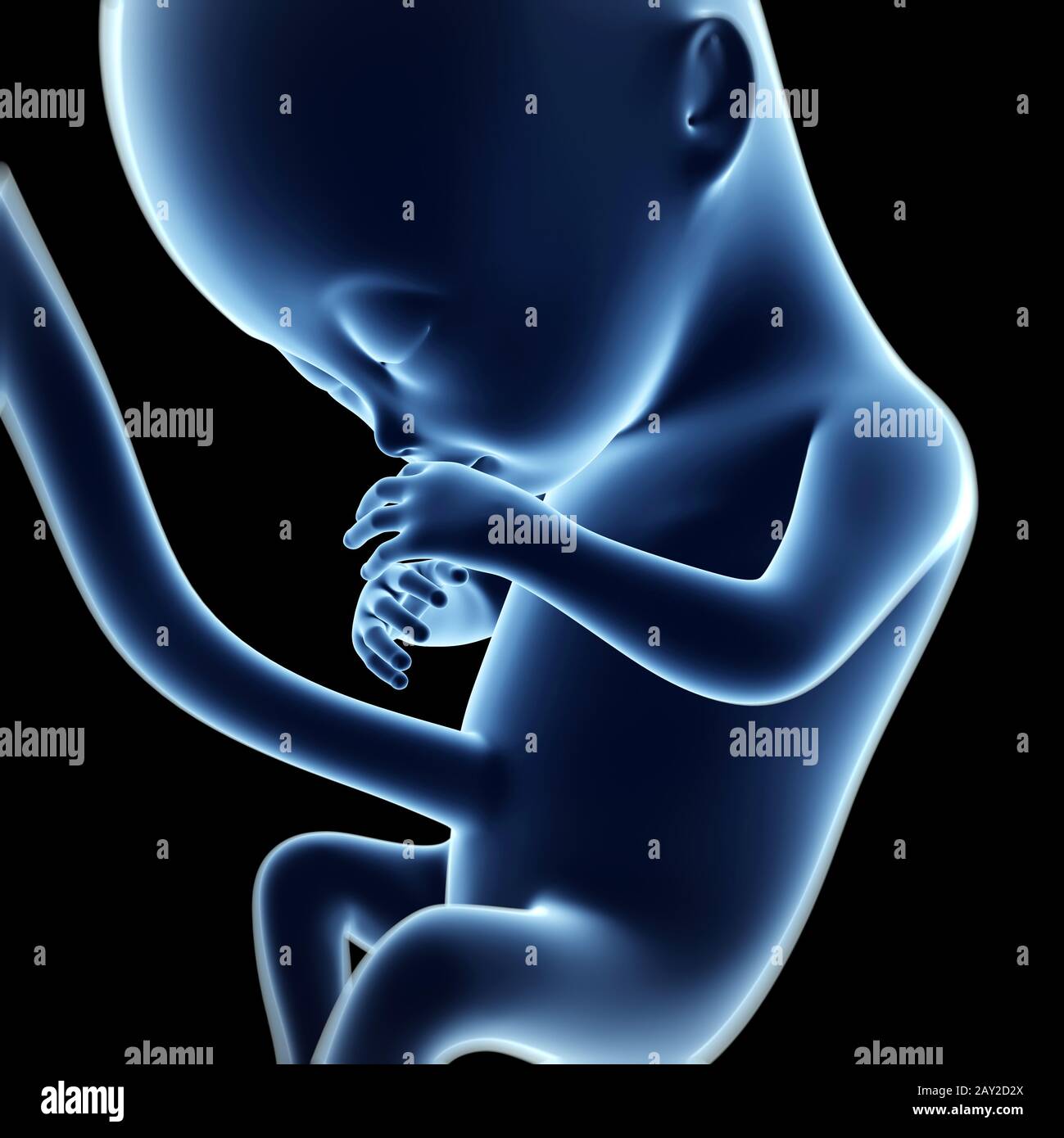 3d rendered illustration of a fetus Stock Photo - Alamy
