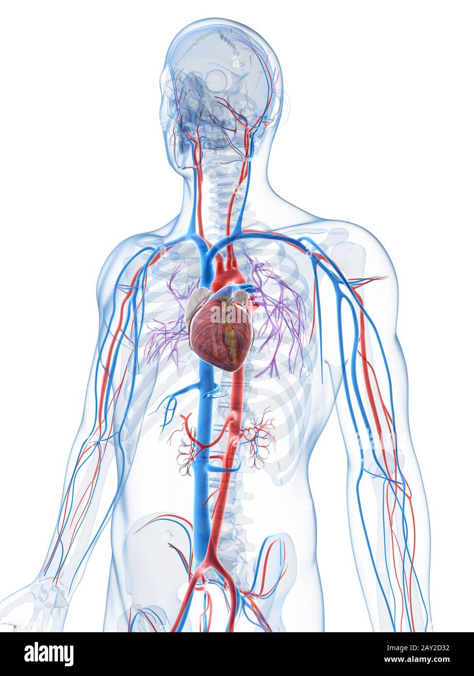 3d rendered illustration of the human vascular system Stock Photo - Alamy