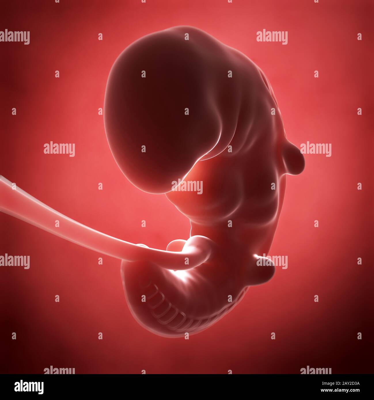 3d rendered illustration - human fetus month 1 Stock Photo - Alamy